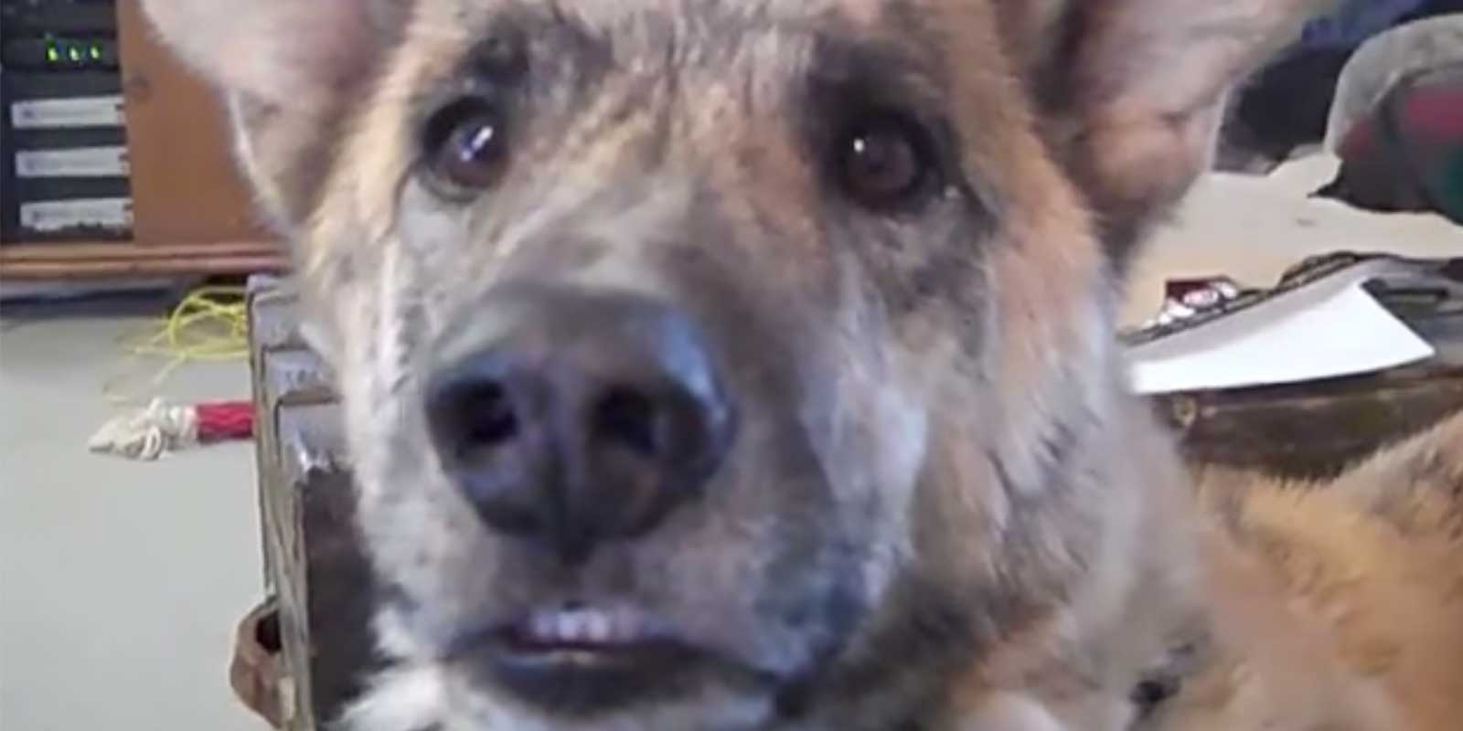 Video: Funny Talking Dog #DogLovers - My Heathrow Florida: Experience ...